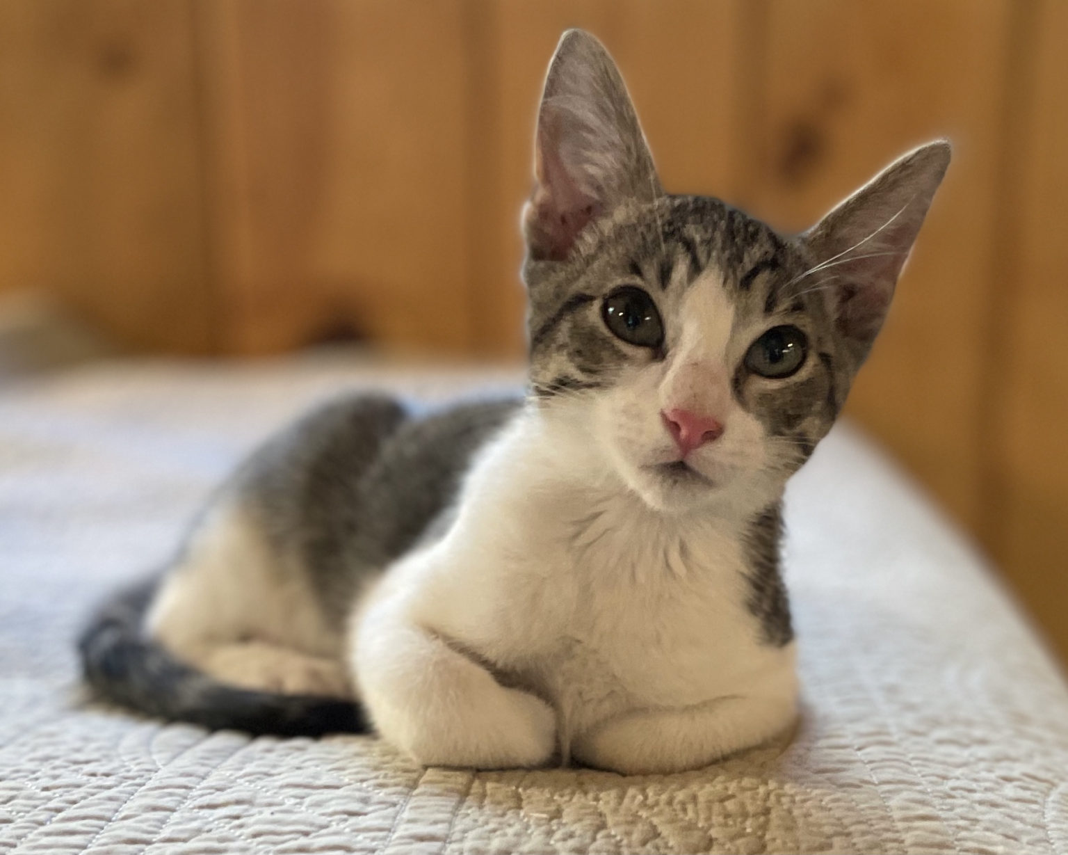 Adopt Me! – Page 5 – Toni's Kitty Rescue