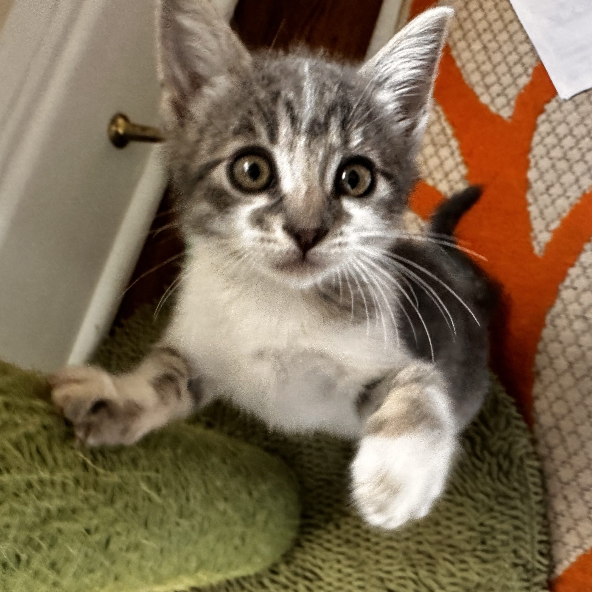 Adopt Me! – Page 2 – Toni's Kitty Rescue