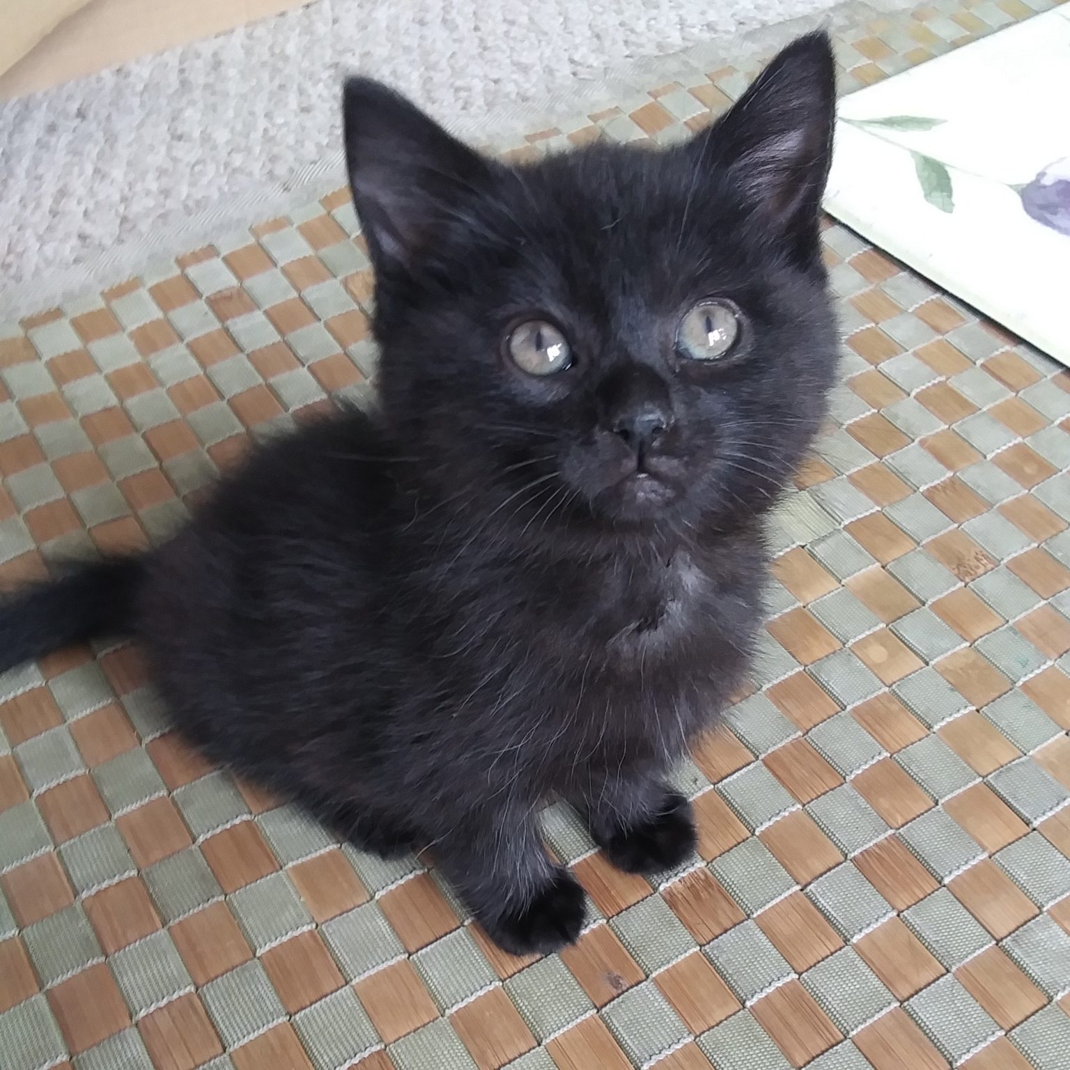 Adopt Me! – Toni's Kitty Rescue