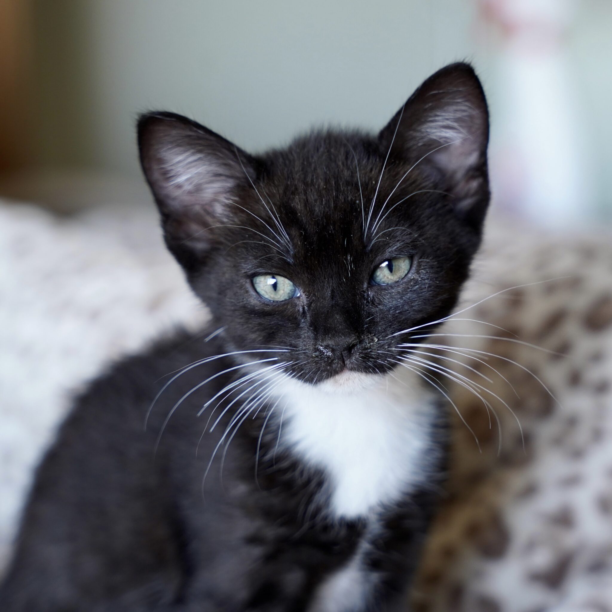 Adopt Me! – Toni's Kitty Rescue