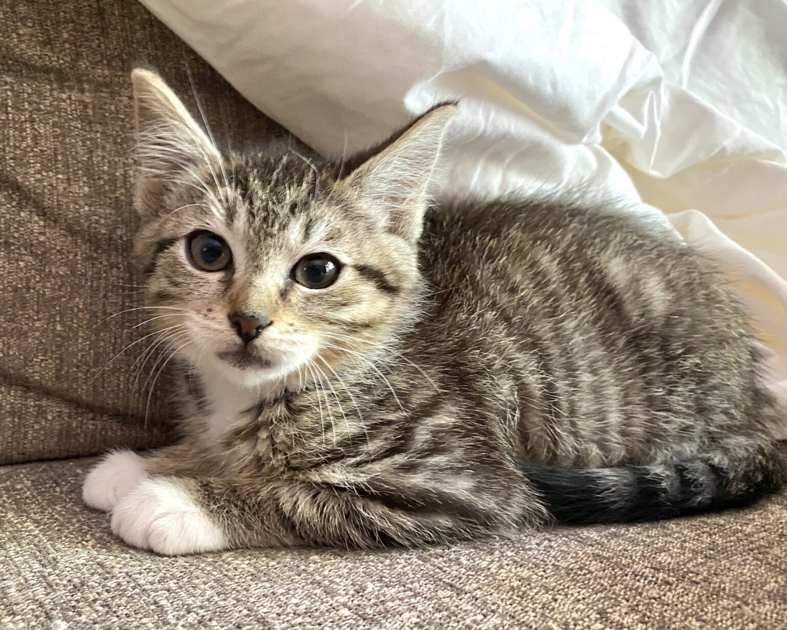 Adopt Me! – Toni's Kitty Rescue