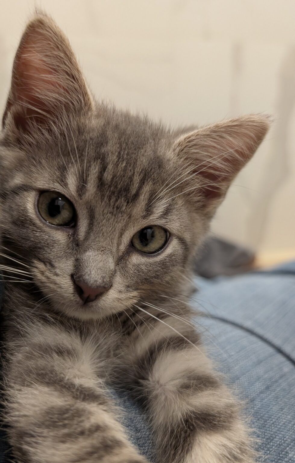 Adopt Me! – Toni's Kitty Rescue